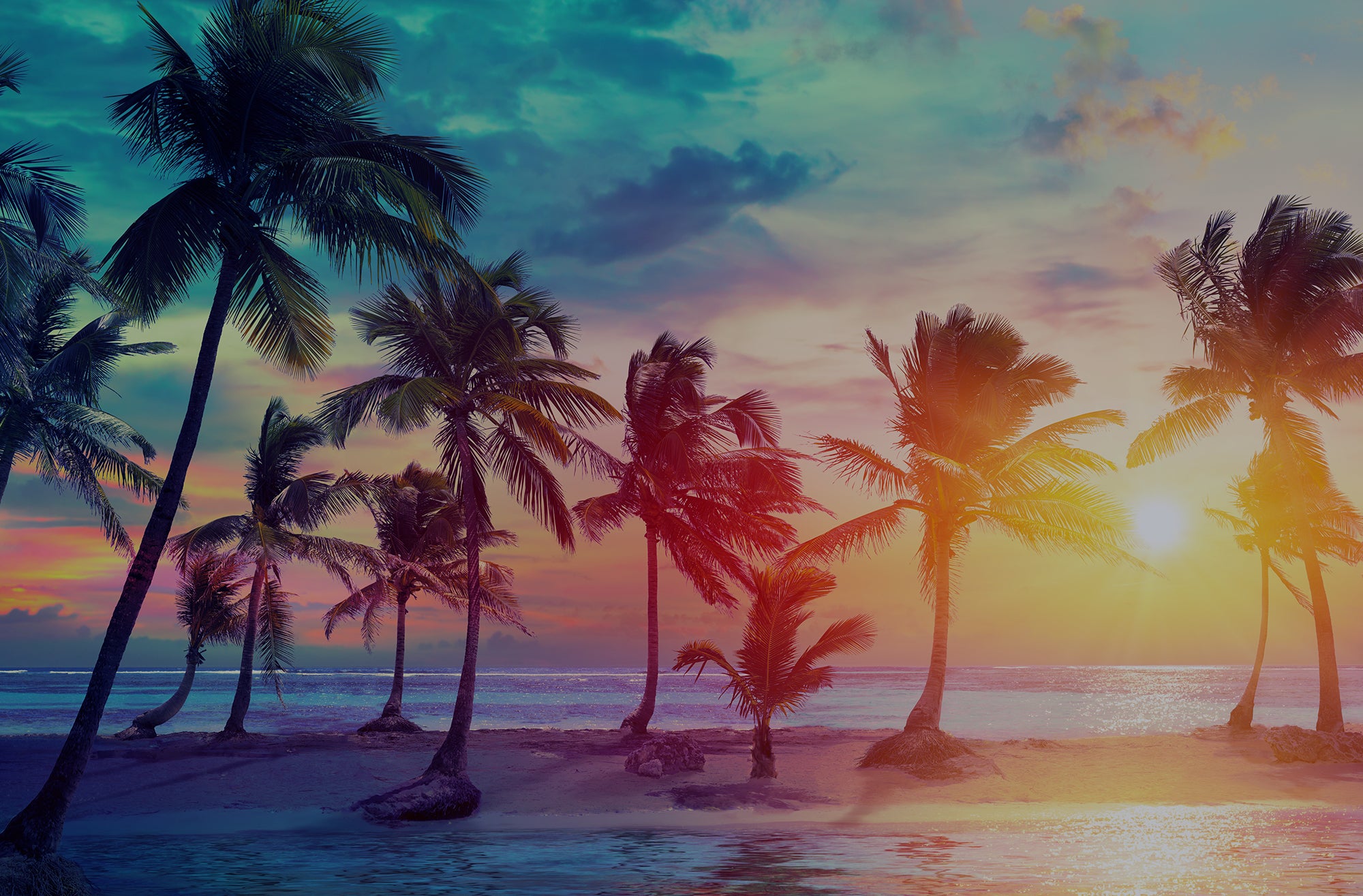 Vaping Vacations: Tropical Paradise – VanGo Vapes